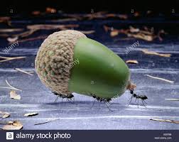 Ant: Java Build and Scripting Tool | Software Developer Zone